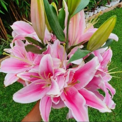 Jual bunga Lily asli cantik fresh segar / bunga Lily harum import/lokal ...