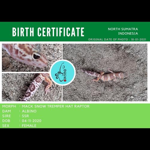 Jual WYSIWYG Leopard Gecko Female 02 Sehat Complete Morph Birth ...