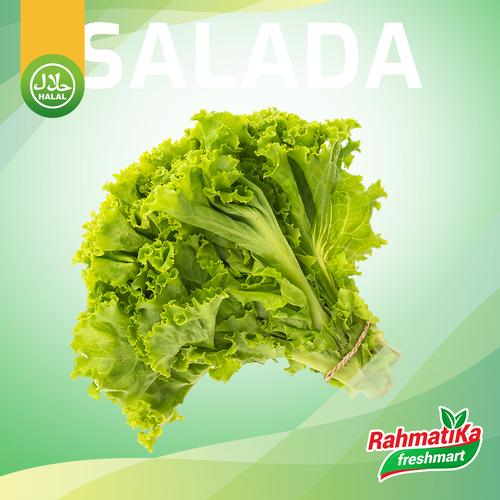 Jual Selada Segar / Daun Selada Fresh / Sayur Selada 1 Kg (Sayur Segar ...