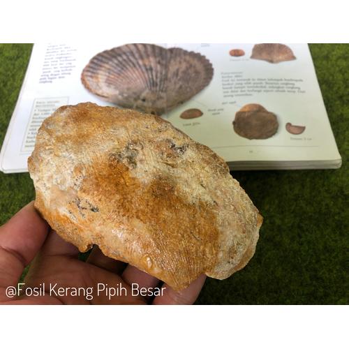 Jual Fosil Kerang B8 atau Fosil Kijing atau Fosil Keong atau Kol Buntat ...