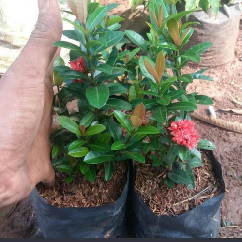 Jual paket 20 pohon Asoka india bunga merah - Kota Depok - Tanaman hias ...