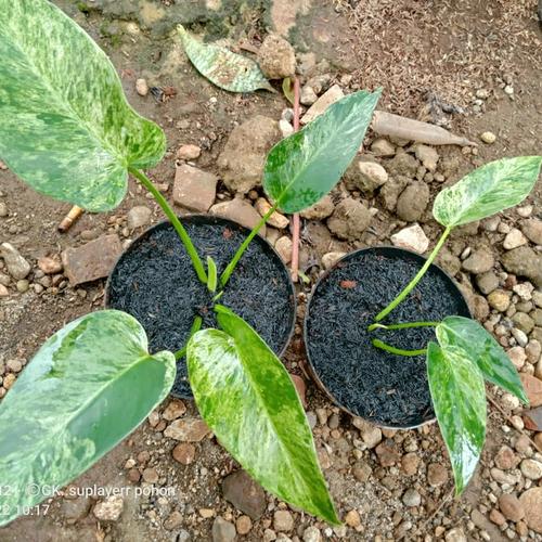 Jual tanaman hias philodendron marble variegata - philo marble varigata ...