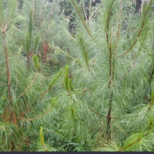 Jual pohon cemara pinus ukuran 100 -120 cm// tanaman hias cemara pinus ...