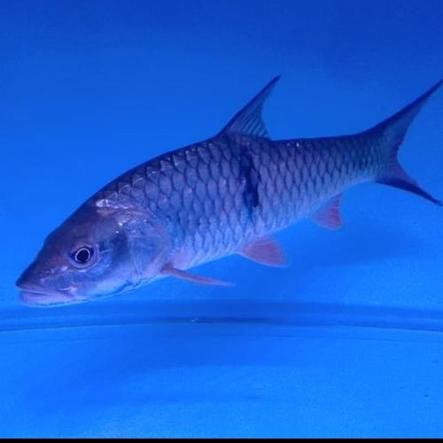 Jual Ikan Hampala Ikan Hias Ikan Predator - Jakarta Barat - Mars ...