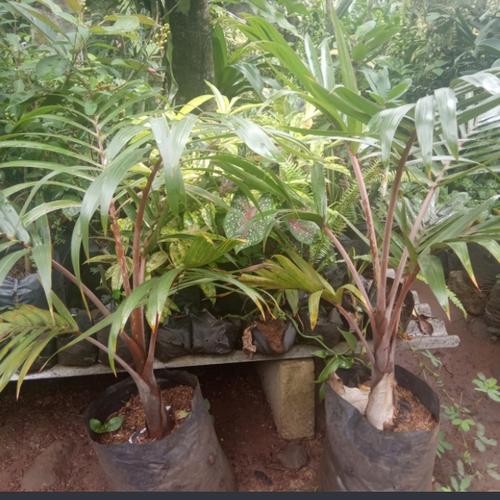 Jual pohon palem botol ukuran 60-70 cm// tanaman hias palem botol ...