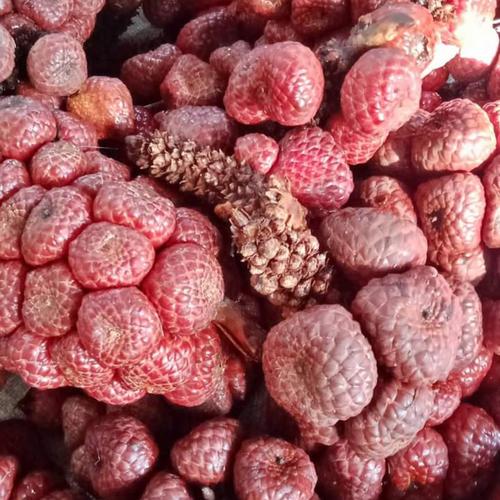 Jual ASAM PAYAK / ASAM MARAM - Kota Pontianak - MissShop-Pontianak ...