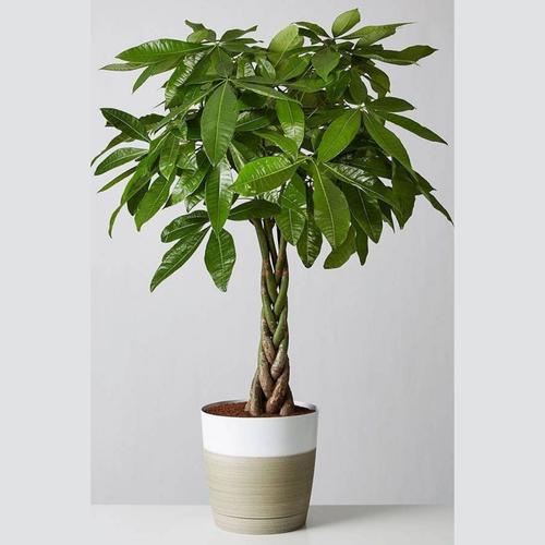Jual Tanaman Hias Money Tree/ Pohon Uang - Kepang 3 - 35-40 cm - Kab ...