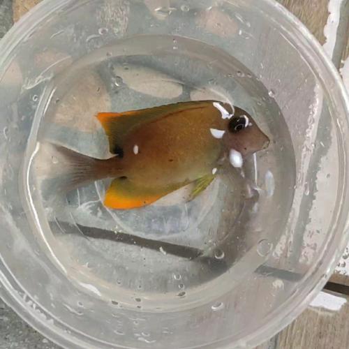 Jual Ikan Botana Api - Kota Medan - Best Aquatics | Tokopedia