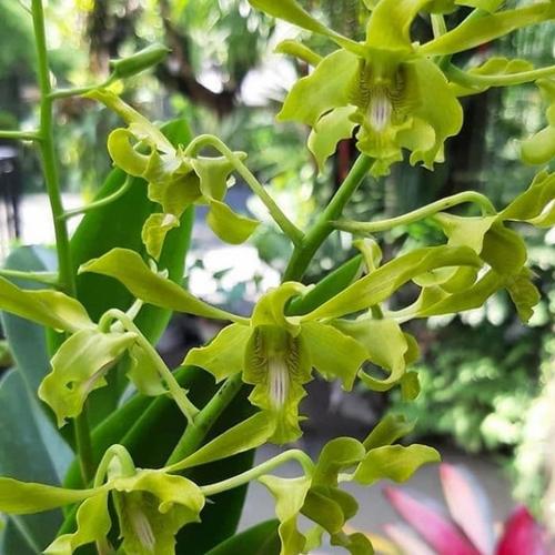 Jual anggrek dendrobium Caesar green dewasa - Jakarta Timur ...