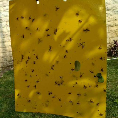 Jual Insect Glue / Lem perakat hidroponik / perekat hama / yellow trap ...