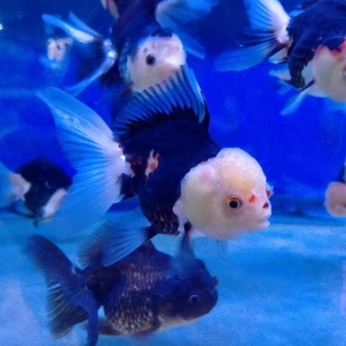 Jual Ikan Mas Koki Panda Lucu Imut Stok Terbatas - Jakarta Barat - Mars ...