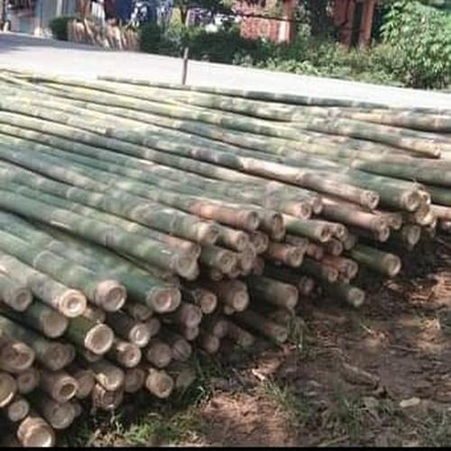 Jual bambu apus diameter 5,67 panjang 6m - Kab. Bogor - ud murdoni rouf ...