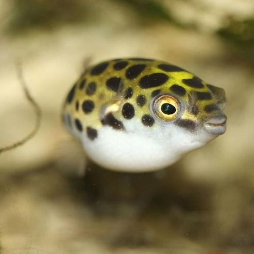 Jual Ikan Hias Green Puffer Ikan Predator Tankmates Lucu Imut Size Baby ...