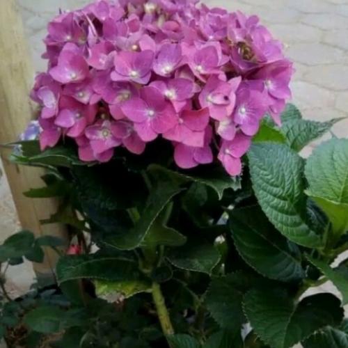 Jual tanaman hias panca warna hortensia siap bunga - Kab. Bogor - Yazid ...