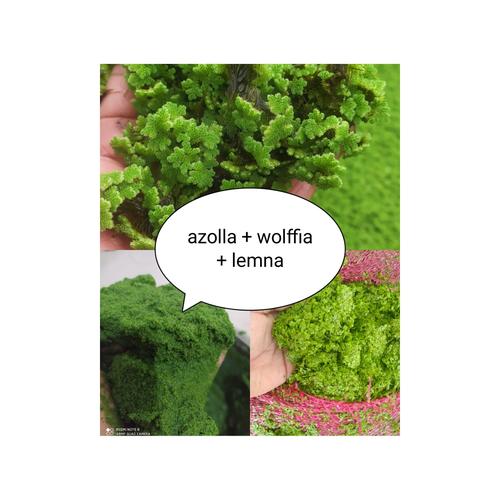 Jual azolla indukan 500 gram + lemna minor 500 gram+wolffia 100 gram ...