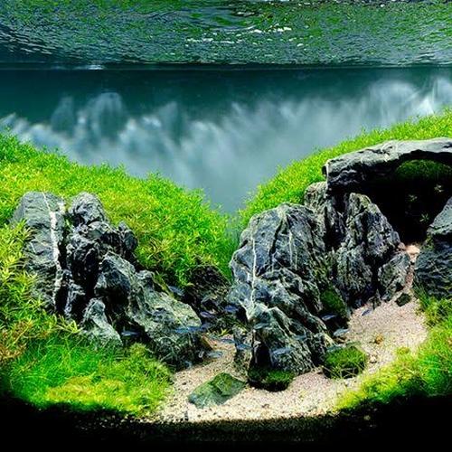 Jual Batu Kreket Kriket Aquascape Hardscape - Kota Medan - AQUAPLANT ...
