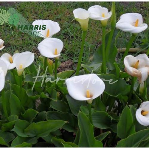 Jual BIBIT TANAMAN HIAS BUNGA CALLA LILY - Kota Malang - Harristore ...