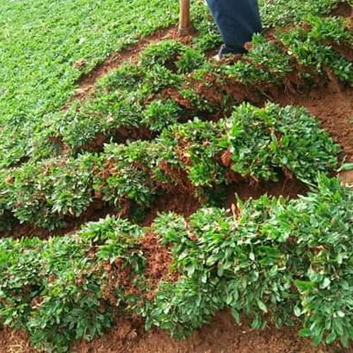 Jual rumput gajah mini 100x100cm - Kab. Bogor - firly taman | Tokopedia