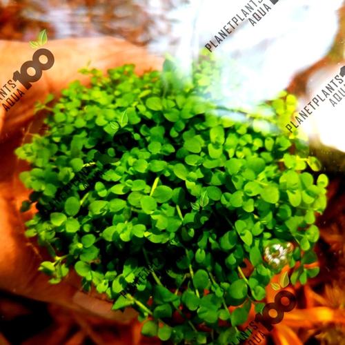 Jual MICRANTHEMUM SP MONTECARLO TANAMAN AQUASCAPE AQUARIUM - Jakarta ...