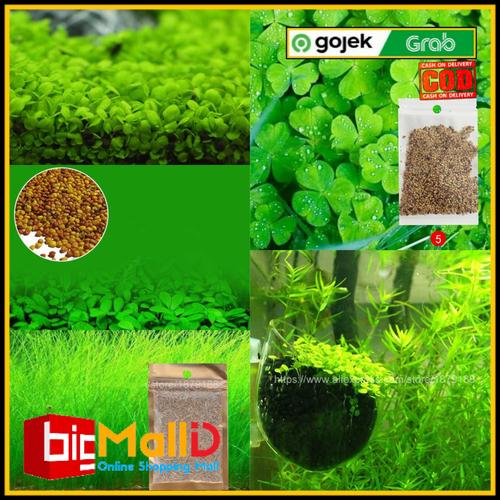 Jual Rumput Aquascape Karpet Seed Tanaman Air Dekorasi Aquarium - LOVE ...