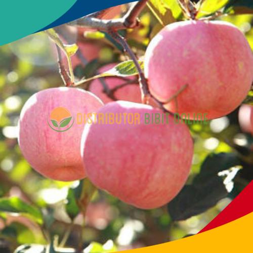 Jual Bibit apel fuji murah - Kab. Kediri - Distributor Bibit Online ...