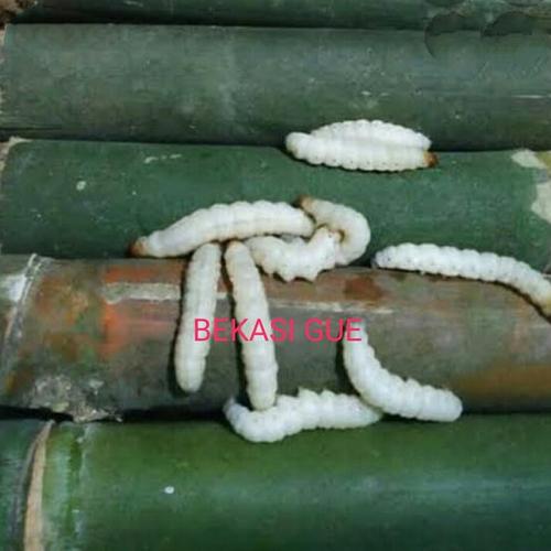 Jual ulat bambu ulat cilung isi satu bamabu 10 ulat - Kab. Bekasi ...