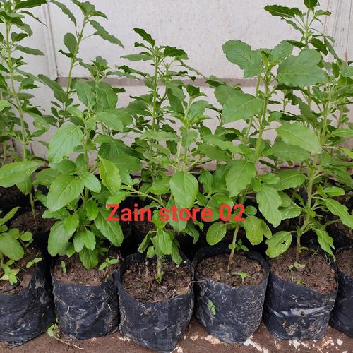 Jual bibit tanaman obat holy basil/ruku ruku/lampes - Kab. Bekasi ...