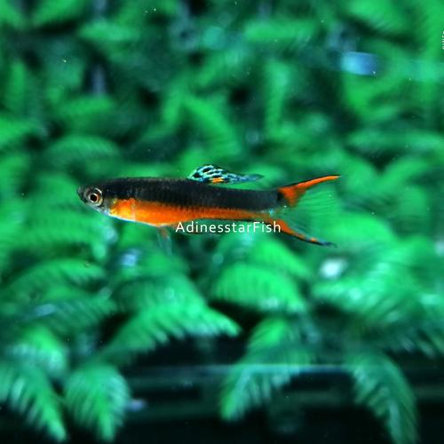 Jual Endler Santa Maria Bleeding Heart Pure strain per pasang - Kota ...