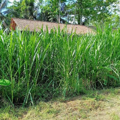 Jual Rumput pakchong, pakan ternak berkualitas. 100% original - Jakarta ...