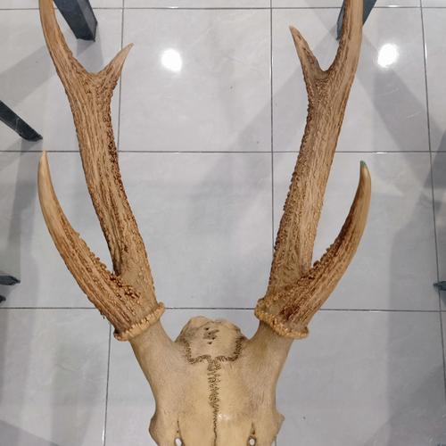 Jual tanduk rusa asli - Jakarta Barat - juragan alat berat | Tokopedia