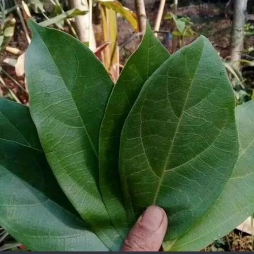 Jual daun cincau hijau segar 500 gram - Jakarta Timur - GardenCempaka ...