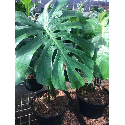 Jual Monstera deliciosa - Medium Monstera - Jakarta Selatan - Wit Wikan ...