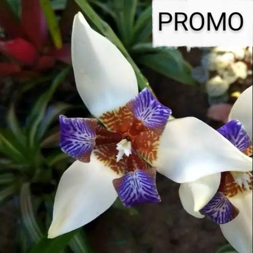 Jual Bunga Neomarica Gracilis | tanaman hias bunga iris biru putih ...