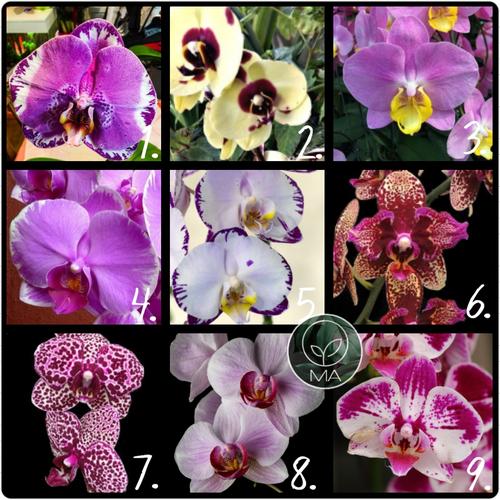 Jual Bibit Anggrek Bulan Remaja - Phalaenopsis Hybrid Taiwan - Kab ... Jual Bibit Anggrek Bulan Remaja - Phalaenopsis Hybrid Taiwan - Kab ...
