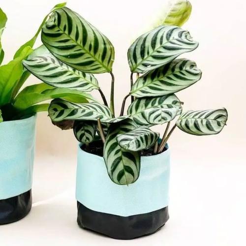 Promo PROMO!! Tanaman Hias Calathea Stromata - Calathea Sepat - Kab ...