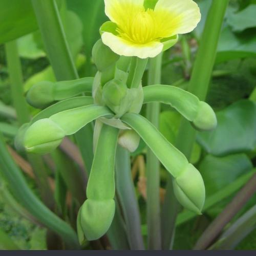 Jual Tanaman genjer sayur - Kab. Bogor - tanamanhias1 | Tokopedia