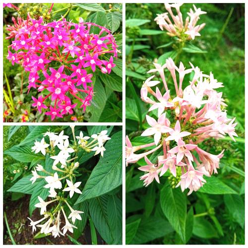 Jual BUNGA HIAS PENTAS EGYPTIAN STAR CLUSTER - Kota Batu ...