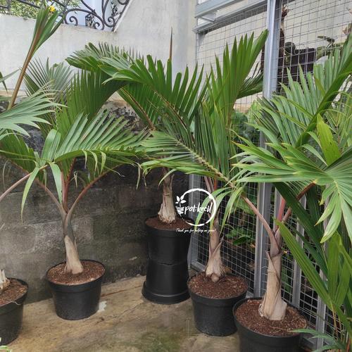 Jual Palem Botol / Palm / Pohon Palem Botol - Jakarta Timur - Pot Kecil ...
