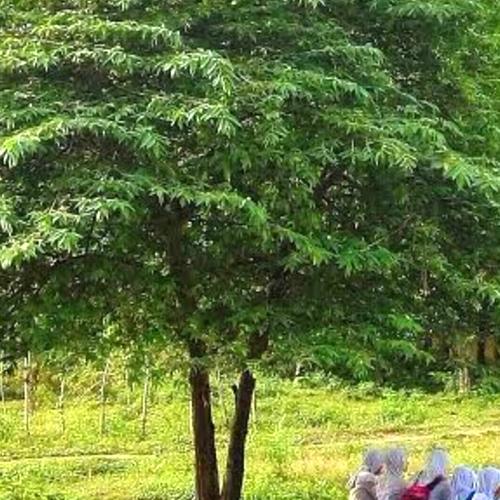 Jual jual bibit pohon ceri/kersen stek batang - Kab. Bekasi - Zain ...