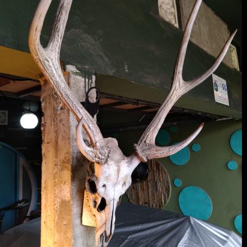 Jual Tengkorak Kepala Rusa dengan Tanduk - Jakarta Timur - iNoXiLOa ...