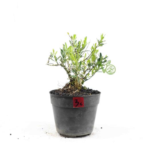 Jual bonsai buxus - Kota Batu - ARTHA BONSAI VIO | Tokopedia
