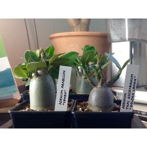 Jual Bibit / Benih Biji Adenium ARABICUM YAMAN Mudah Tumbuh isi 10 Biji ...
