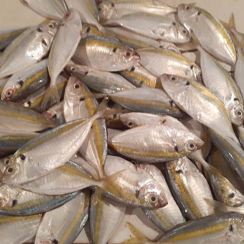 Jual ikan selar segar 500 gram - Jakarta Barat - Pasar Jaya Mandiri ...
