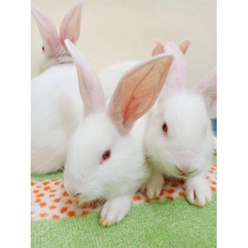Jual Kelinci New Zealand Pure Ras Asli Junior Bersih Lucu Terawat ...