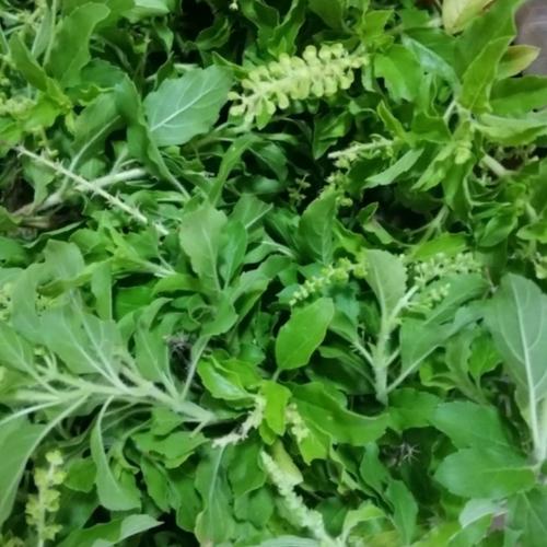 Jual daun ruku-ruku/ daun tulsi segar herbal bumbu masak 500 gram - Kab ...