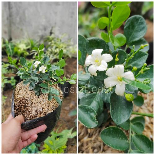 Promo Tanaman Hias Bunga Kemuning Beraroma Wangi - Kota Batu ...