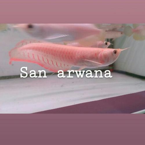 Jual silver kuning arowana albino arwana - 14-15cm - Jakarta Timur ...