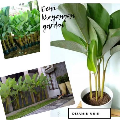 Promo tanaman hias pisang-pisangan calathea-calathea pisangan 1 meter ...