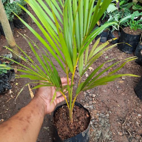 Jual TANAMAN HIAS PALM KUNING TINGGI 60 CM - Kab. Bogor - Taman modern ...