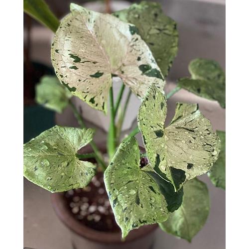 Jual Syngonium Green Splash / Syngo Green Splash - Kota Depok - Master ...